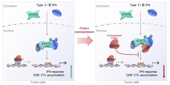 Jci Foxa1 Overexpression Suppresses Interferon Signaling And Immune