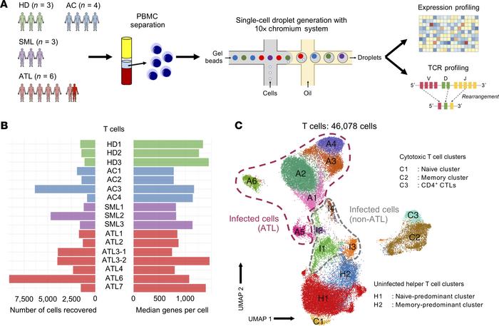 Jci Htlv 1 Infection Promotes Excessive T Cell Activation And