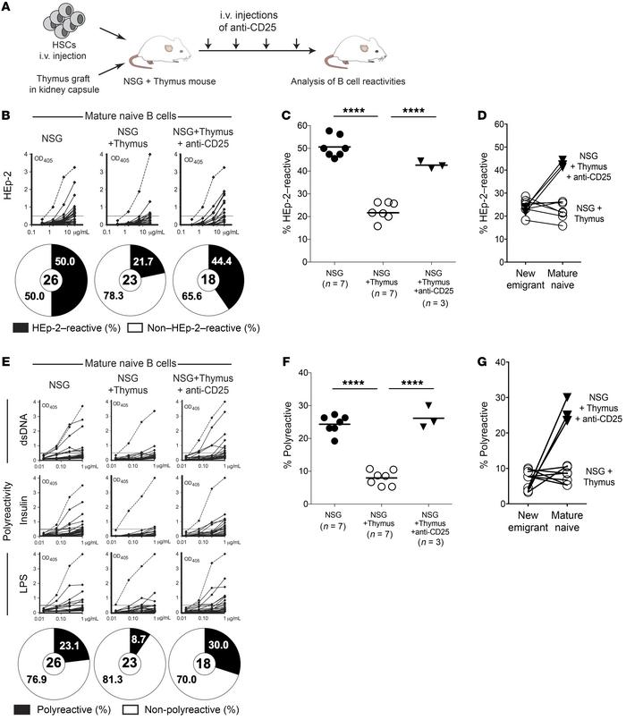 Jci Positive And Negative Selection Shape The Human Naive B Cell