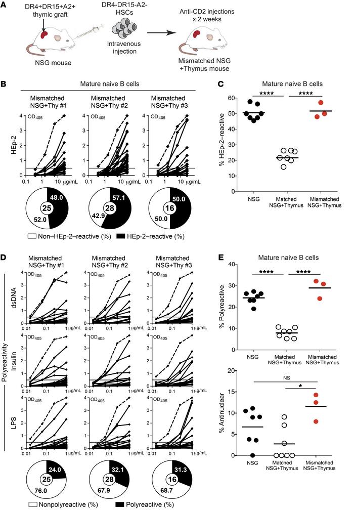 Jci Positive And Negative Selection Shape The Human Naive B Cell