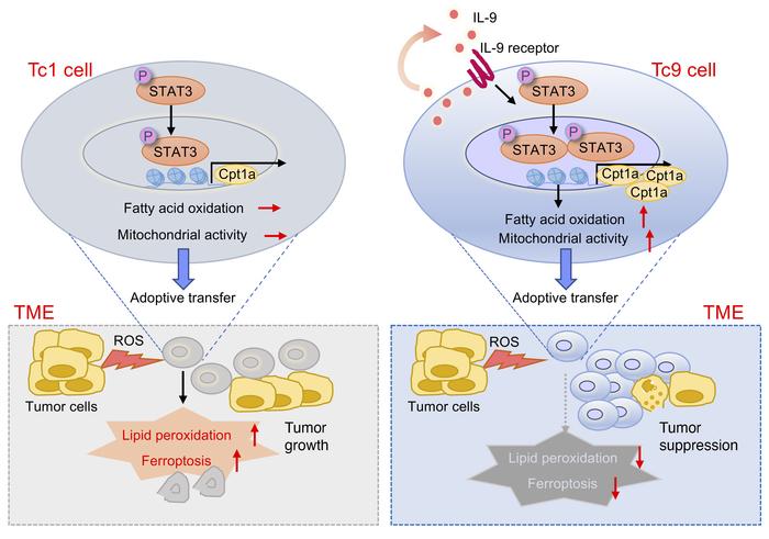 Jci Il 9stat3fatty Acid Oxidationmediated Lipid Peroxidation