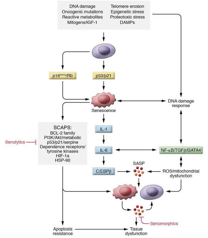 Jci Cellular Senescence And The Skeleton Pathophysiology And