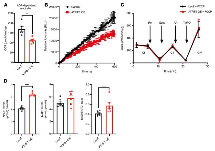 Jci Upregulation Of Mitochondrial Atpase Inhibitory Factor 1 Atpif1