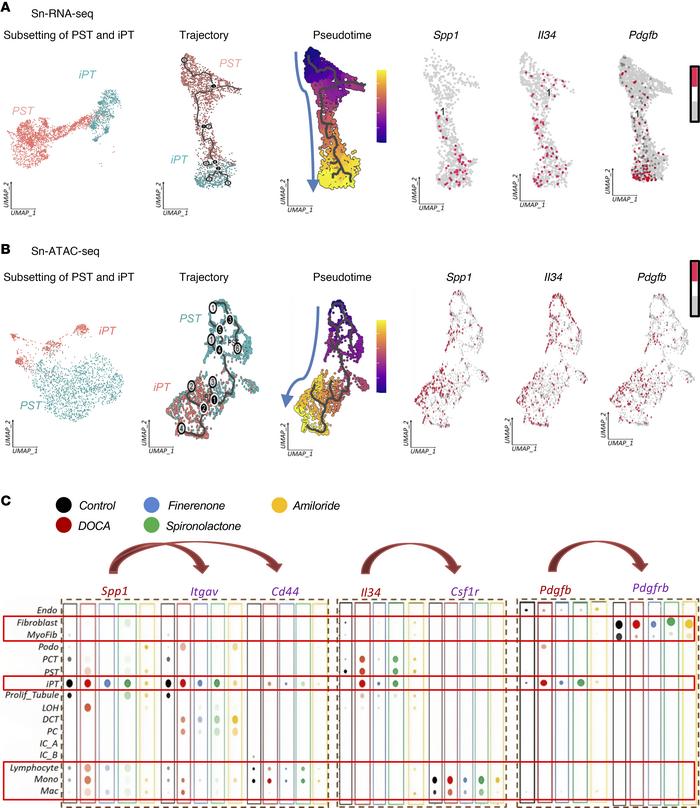 Jci Single Cell Transcriptomics And Chromatin Accessibility Profiling