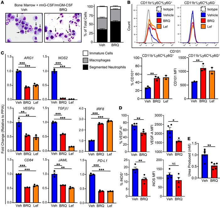 Jci Inhibiting The Biogenesis Of Myeloid Derived Suppressor Cells