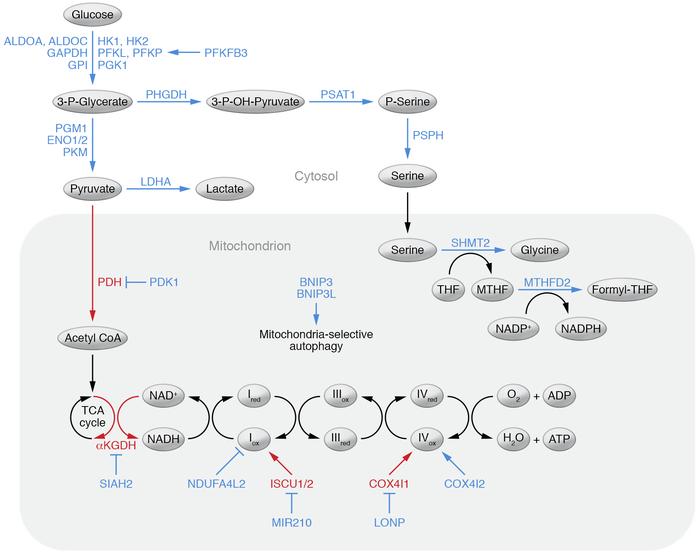 Jci Hypoxia Inducible Factors Cancer Progression And Clinical