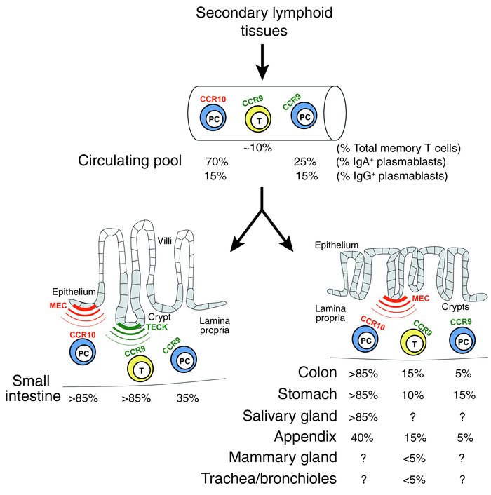 Jci Ccr10 Expression Is A Common Feature Of Circulating And Mucosal