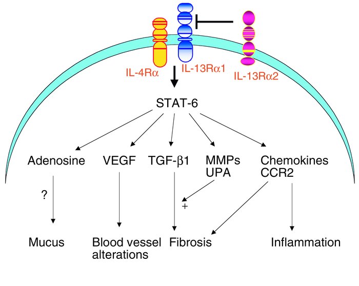 Jci New Insights Into The Pathogenesis Of Asthma