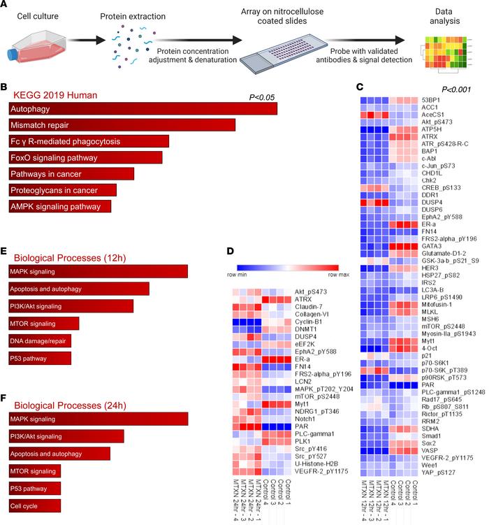 Jci Metixene Is An Incomplete Autophagy Inducer In Preclinical Models