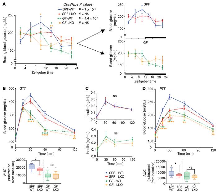 Jci Gut Microbes And The Liver Circadian Clock Partition Glucose And