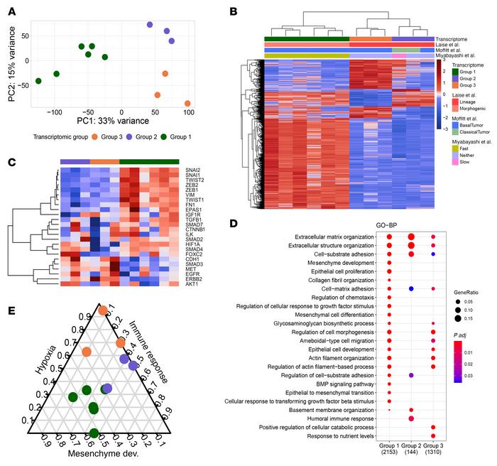 Jci Morphology Guided Transcriptomic Analysis Of Human Pancreatic