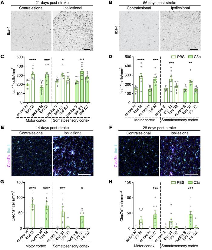 Jci Complement C3a Treatment Accelerates Recovery After Stroke Via