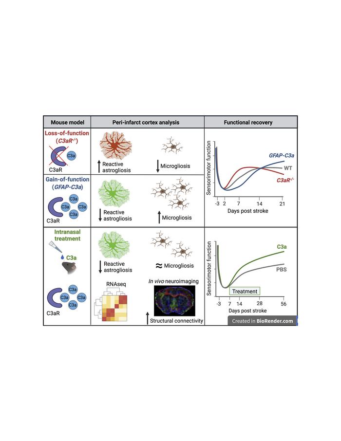 Jci Complement C3a Treatment Accelerates Recovery After Stroke Via