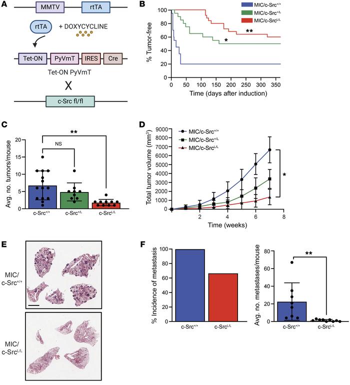 Jci Coordinated Activation Of C Src And Foxm1 Drives Tumor Cell