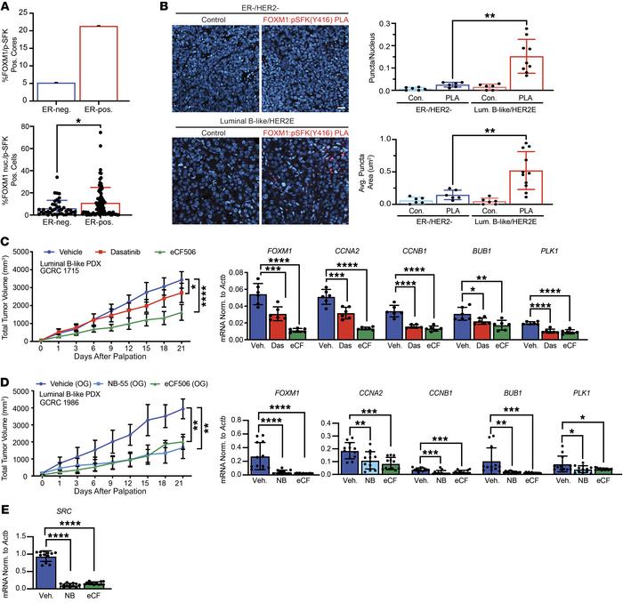 Jci Coordinated Activation Of C Src And Foxm1 Drives Tumor Cell