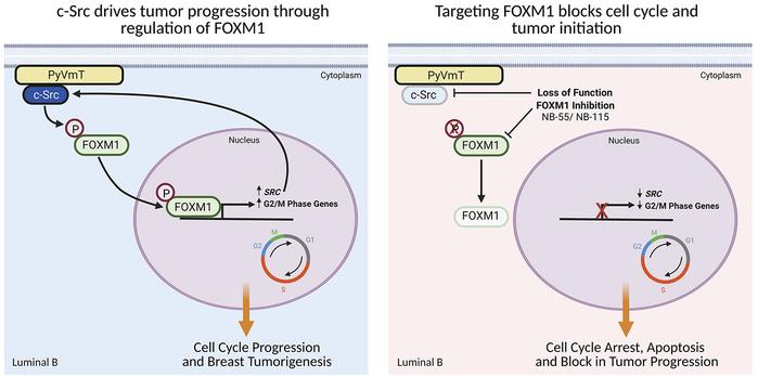 Jci Coordinated Activation Of C Src And Foxm1 Drives Tumor Cell