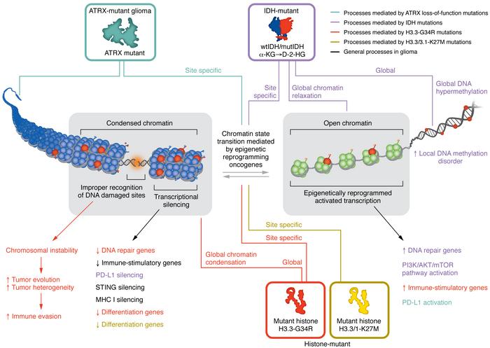 Jci Impact Of Epigenetic Reprogramming On Antitumor Immune Responses