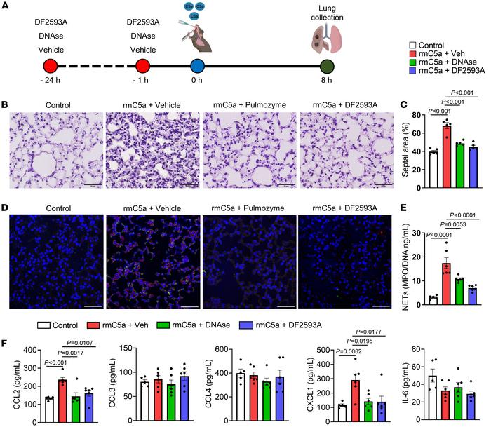 Jci C5ar1 Signaling Triggers Lung Immunopathology In Covid 19 Through