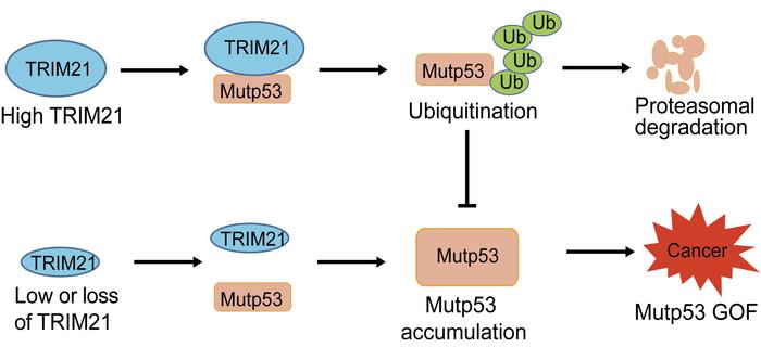 Jci The Ubiquitin Ligase Trim21 Regulates Mutant P53 Accumulation And