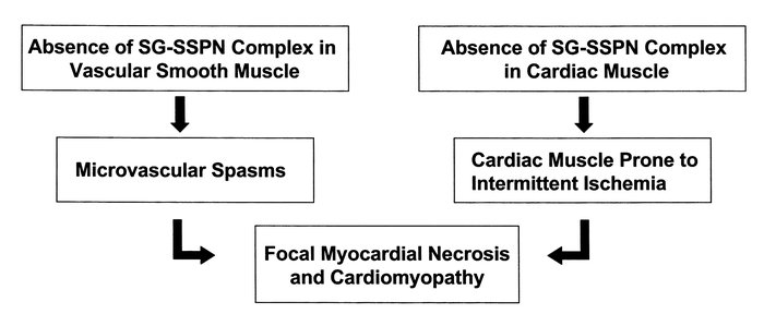 Jci Prevention Of Cardiomyopathy In Mouse Models Lacking The Smooth