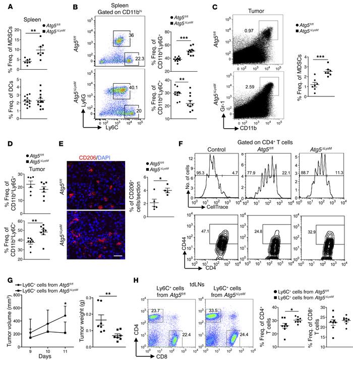 Jci Autophagy Orchestrates The Regulatory Program Of Tumor Associated