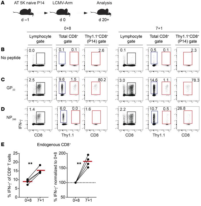 Jci Bystander Responses Impact Accurate Detection Of Murine And Human