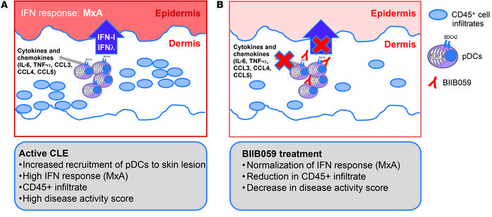 Jci Monoclonal Antibody Targeting Bdca2 Ameliorates Skin Lesions In