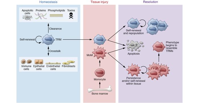 Jci The Role Of Macrophages In The Resolution Of Inflammation