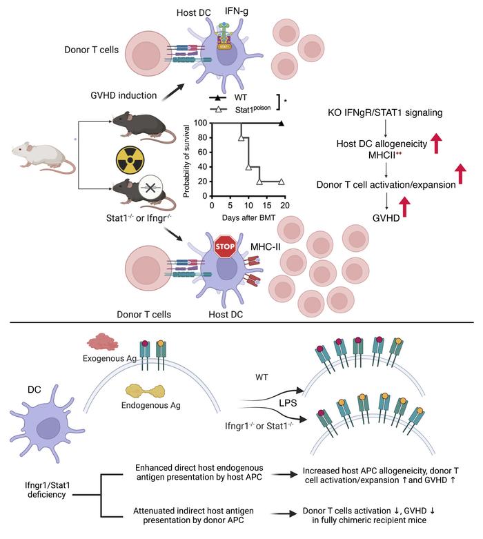 Jci Ifn γrstat1 Signaling In Recipient Hematopoietic Antigen