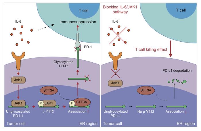 Jci Il 6jak1 Pathway Drives Pd L1 Y112 Phosphorylation To Promote