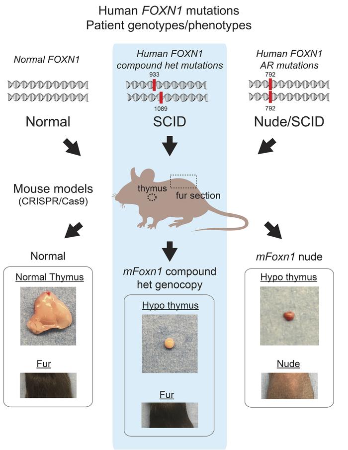 Jci Foxn1 Compound Heterozygous Mutations Cause Selective Thymic