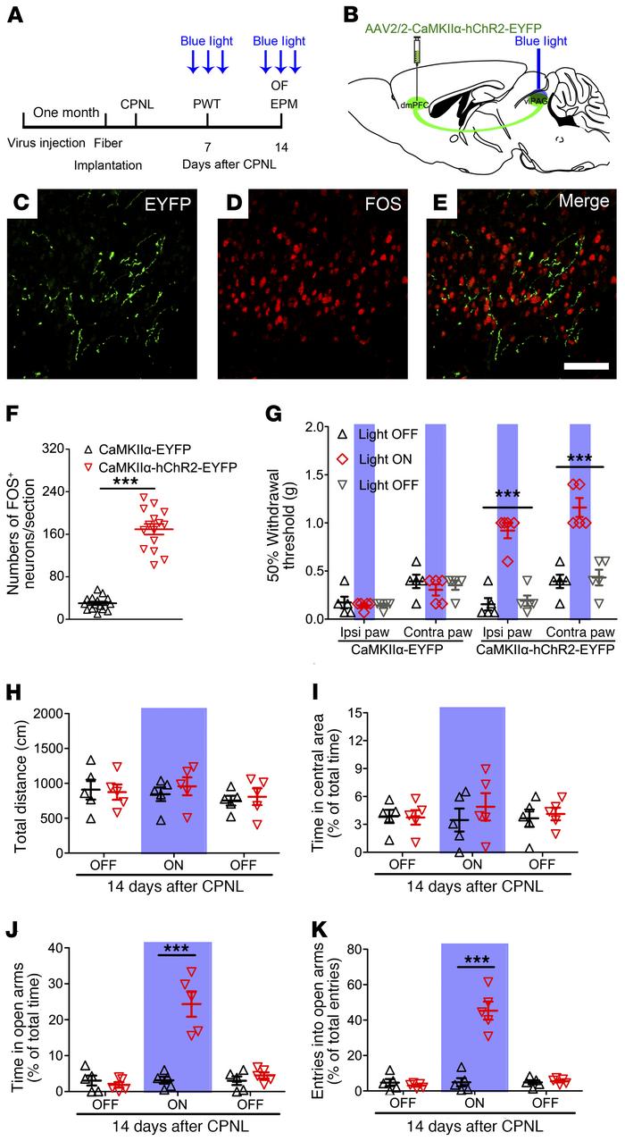 Jci Dmpfc Vlpag Projection Neurons Contribute To Pain Threshold