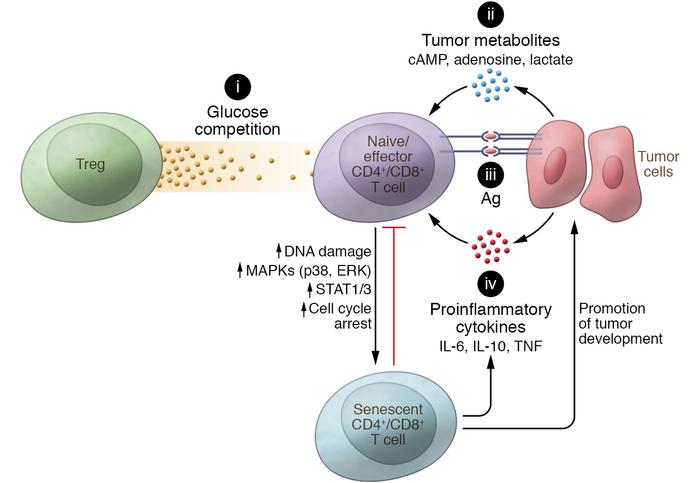 Jci Senescent T Cells Within Suppressive Tumor Microenvironments