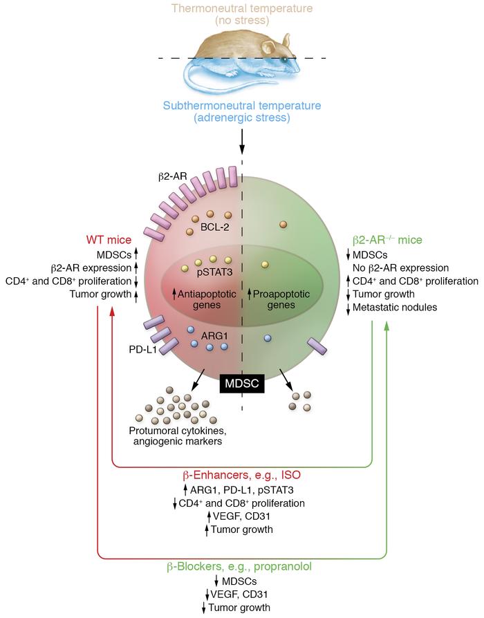 Jci Destress And Do Not Suppress Targeting Adrenergic Signaling In