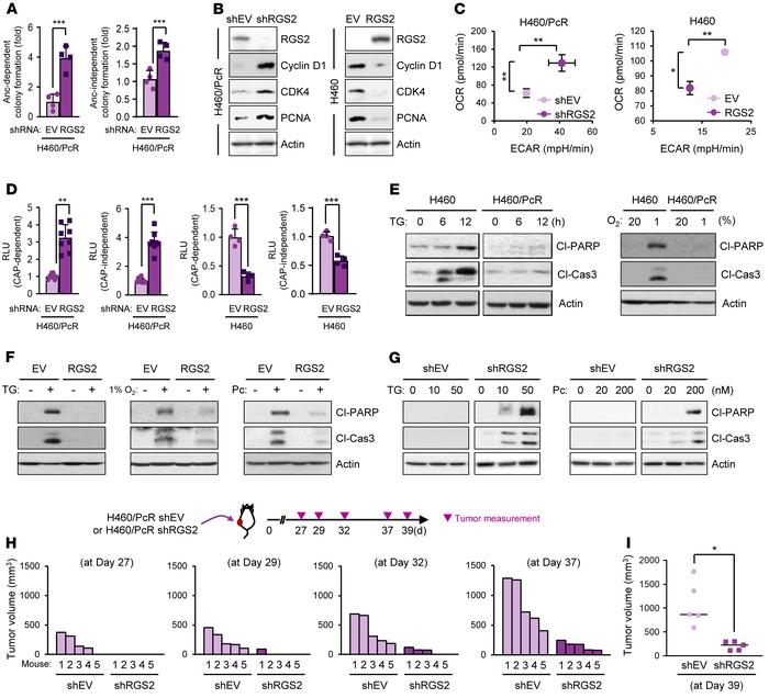 Jci Rgs2 Mediated Translational Control Mediates Cancer Cell Dormancy