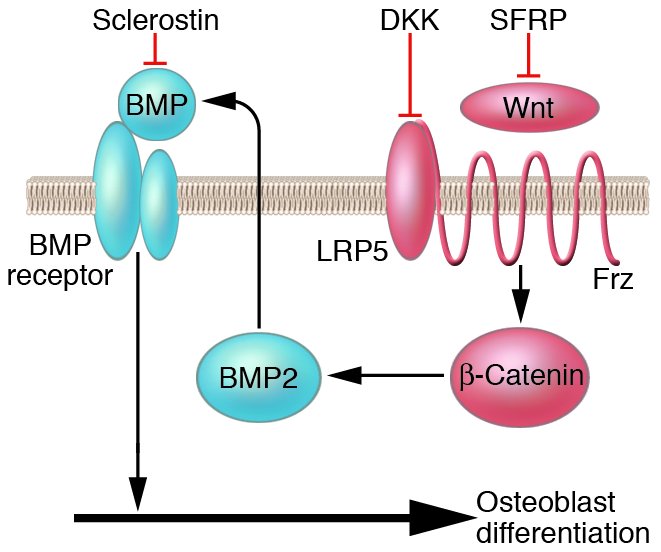 Jci Pathogenesis Of Osteoporosis Concepts Conflicts And Prospects