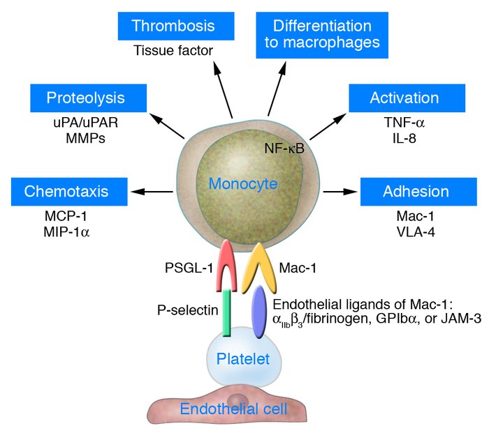 Jci Platelets In Inflammation And Atherogenesis