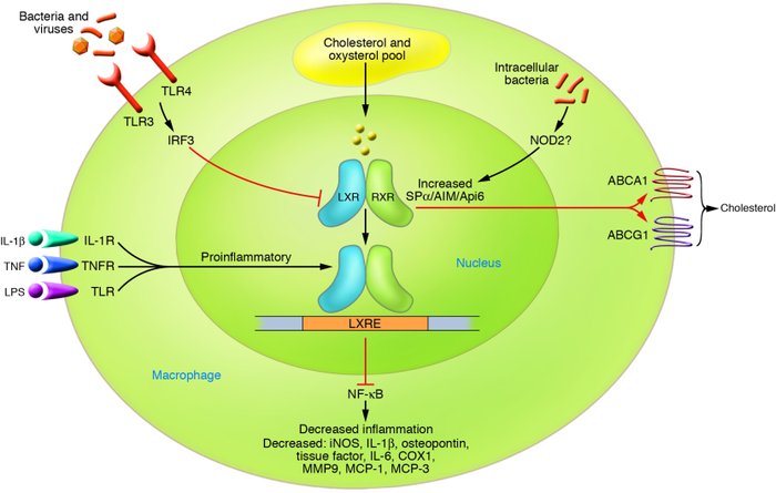 Jci Liver X Receptors As Integrators Of Metabolic And Inflammatory