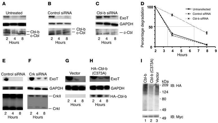 Jci The Ubiquitin Ligase Cbl B Limits Pseudomonas Aeruginosa Exotoxin