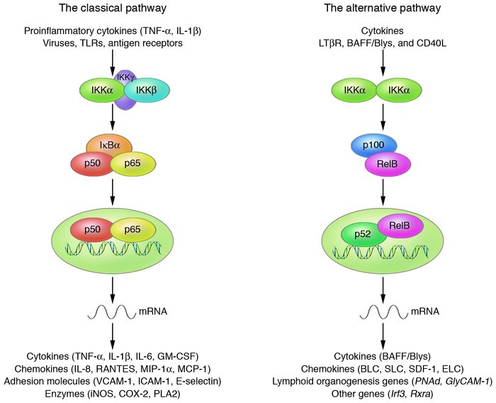 Jci Ikknf κb Signaling Balancing Life And Death A New Approach To