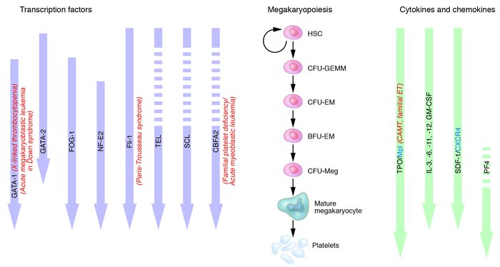 Jci Megakaryocyte Biology And Related Disorders