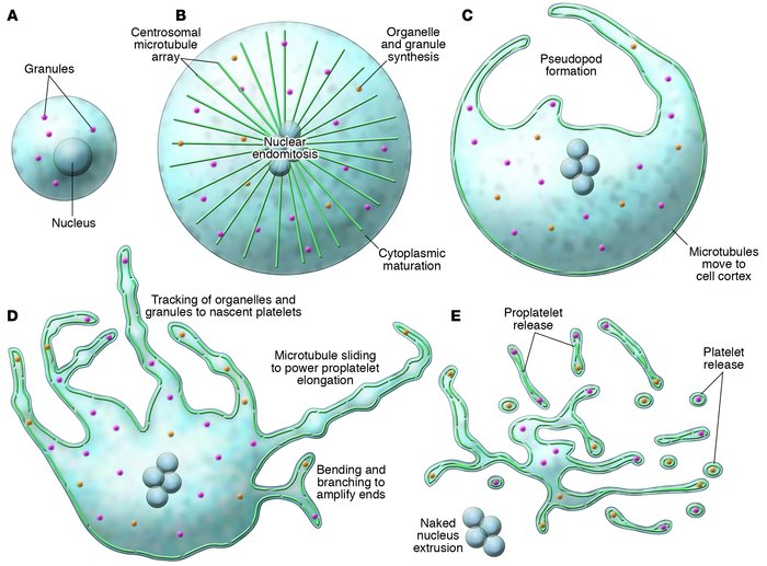 Jci The Biogenesis Of Platelets From Megakaryocyte Proplatelets