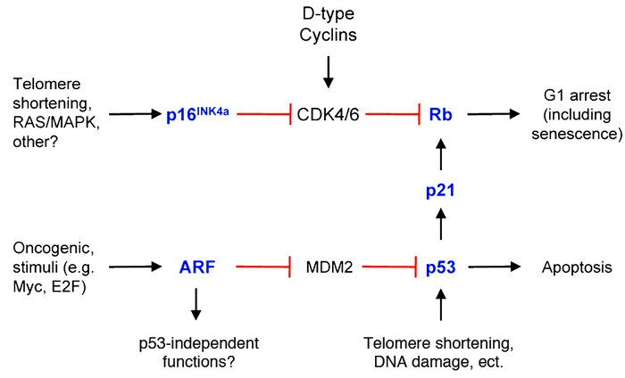 Jci Telomeres Stem Cells Senescence And Cancer