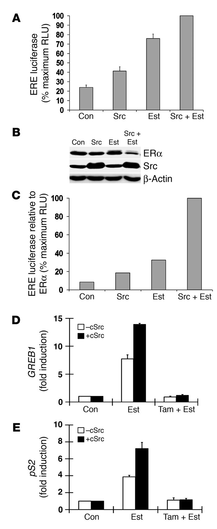 Jci Src Promotes Estrogen Dependent Estrogen Receptor α Proteolysis