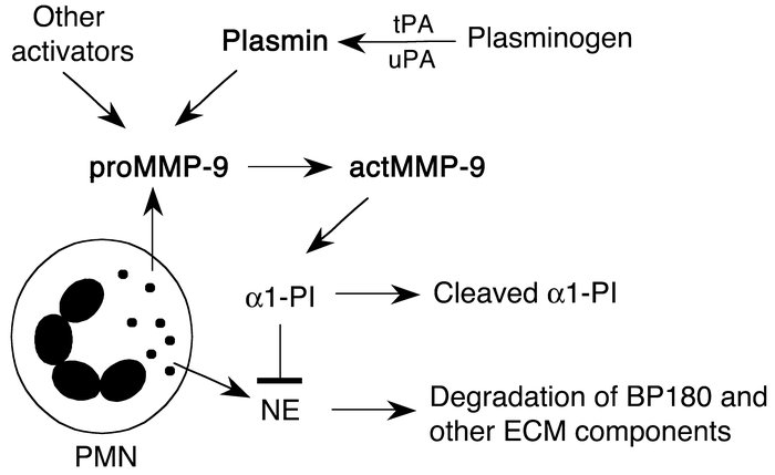 Jci Synergy Between A Plasminogen Cascade And Mmp 9 In Autoimmune Disease