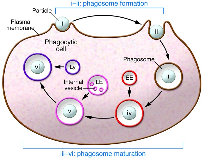 Jci Pathogen Destruction Versus Intracellular Survival The Role Of