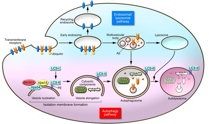 Jci Regulation Of Aβ Pathology By Beclin 1 A Protective Role For