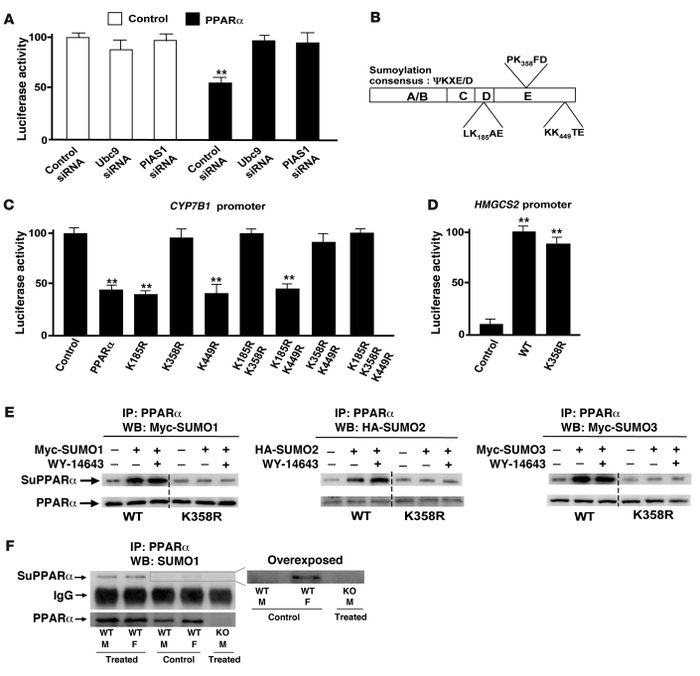 Jci Sumoylated Pparα Mediates Sex Specific Gene Repression And