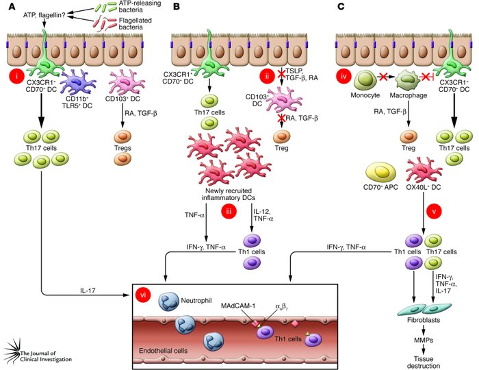 Jci Dendritic Cells In Intestinal Homeostasis And Disease