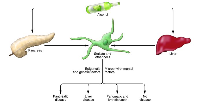 Jci The Pancreatic Stellate Cell A Star On The Rise In Pancreatic